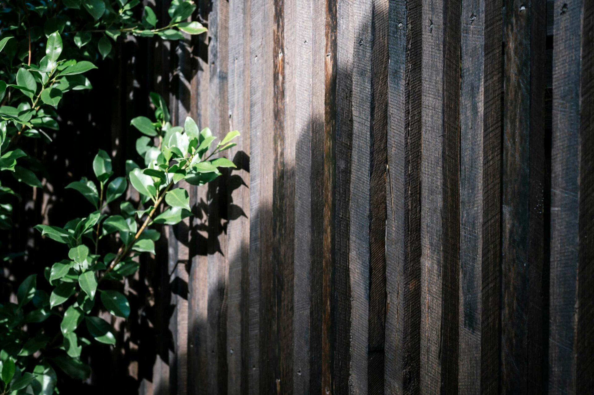 Garden Screening Services Mornington - Huddlestone Landscapes